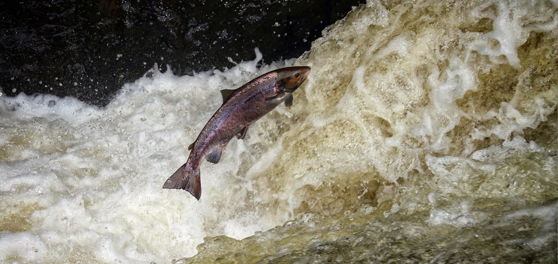 Through the Seasons | SHOR FISHING