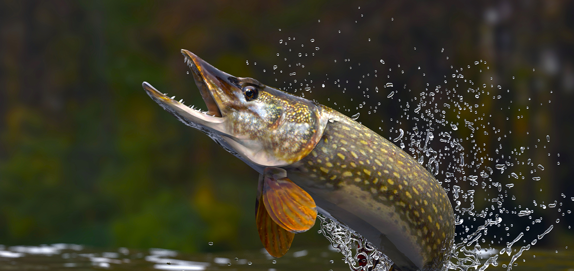 Top 5 mouches pour le grand brochet | SHOR Fishing