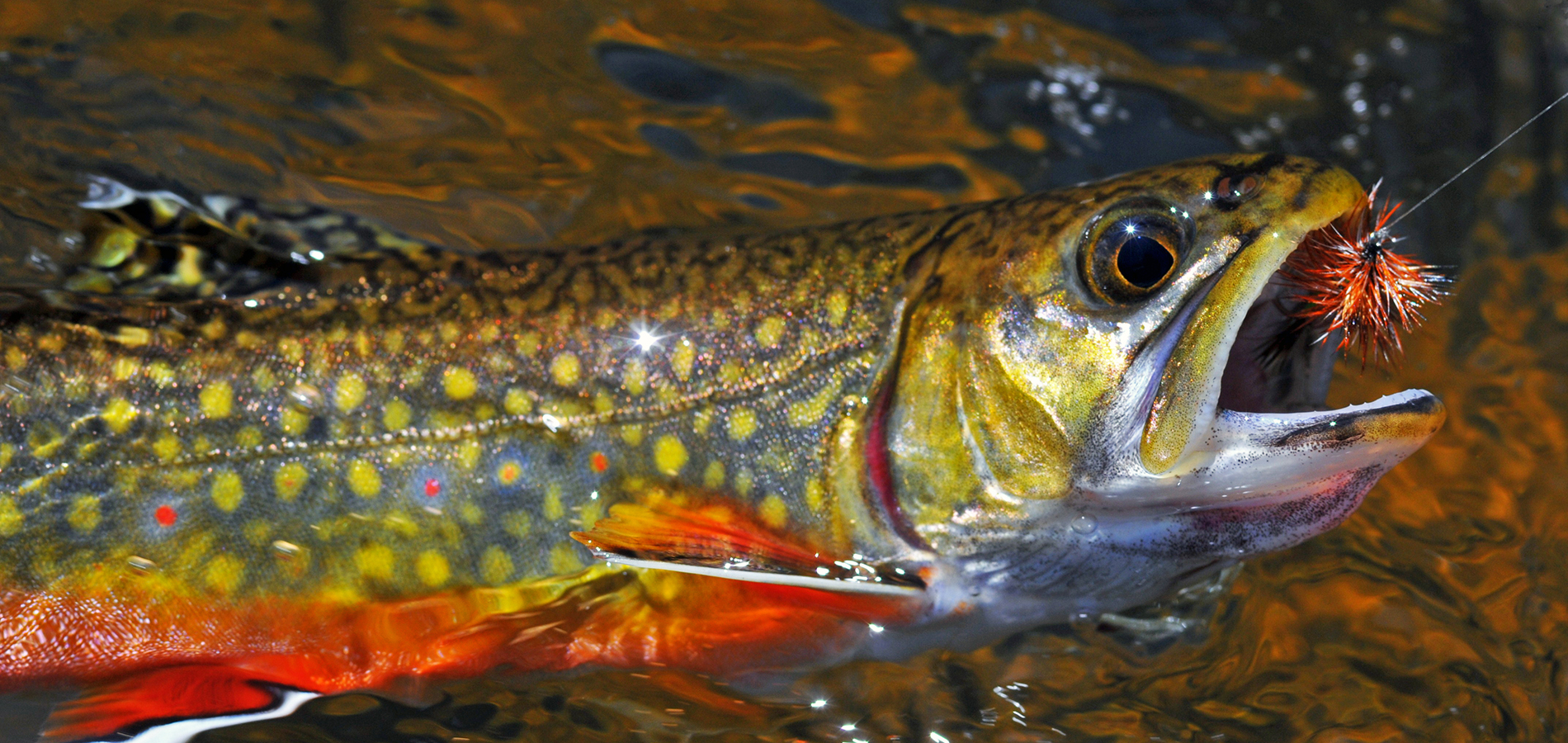 Top 10 Brook Trout Flies | SHOR FISHING