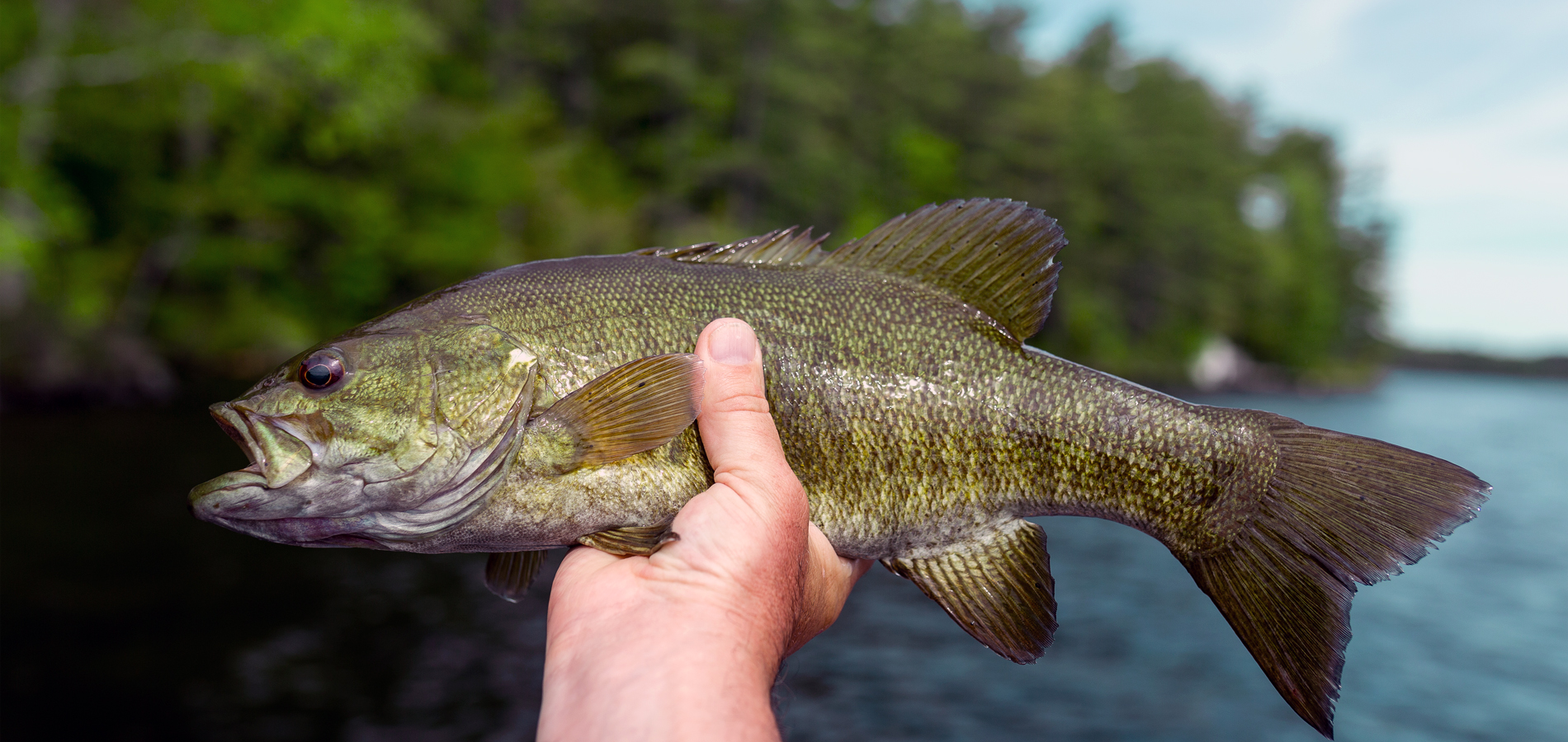 Top 5 mouches pour l'achigan à petite bouche | SHOR Fishing